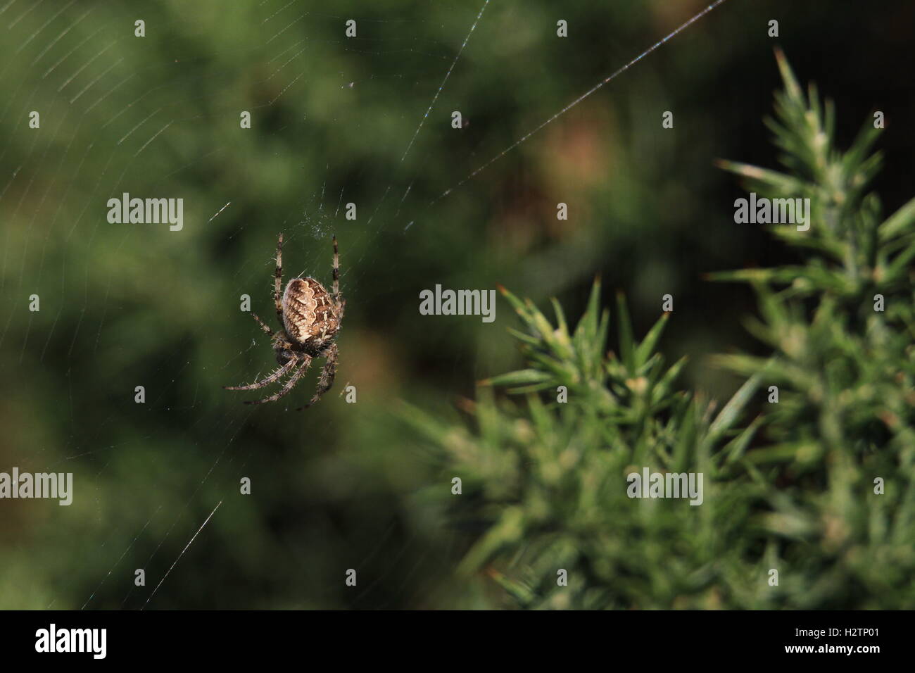 Garden spider uk hi-res stock photography and images - Alamy