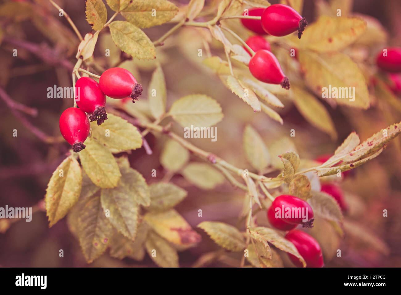 Rosehip medicinal plant in Autumn fruit bud at London Wetland Centre in ...