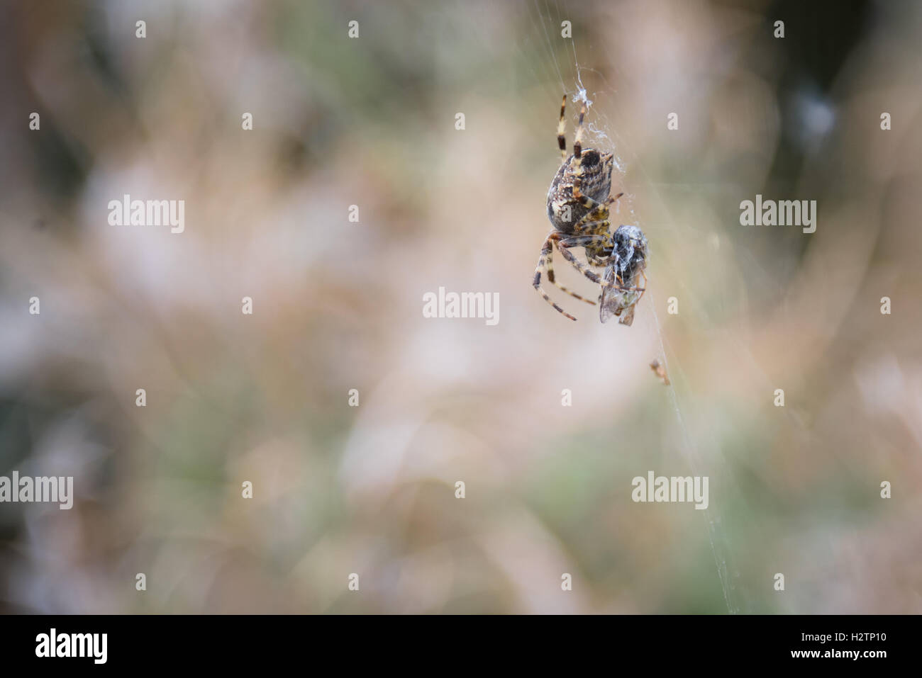 Diadem spiders hi-res stock photography and images - Alamy