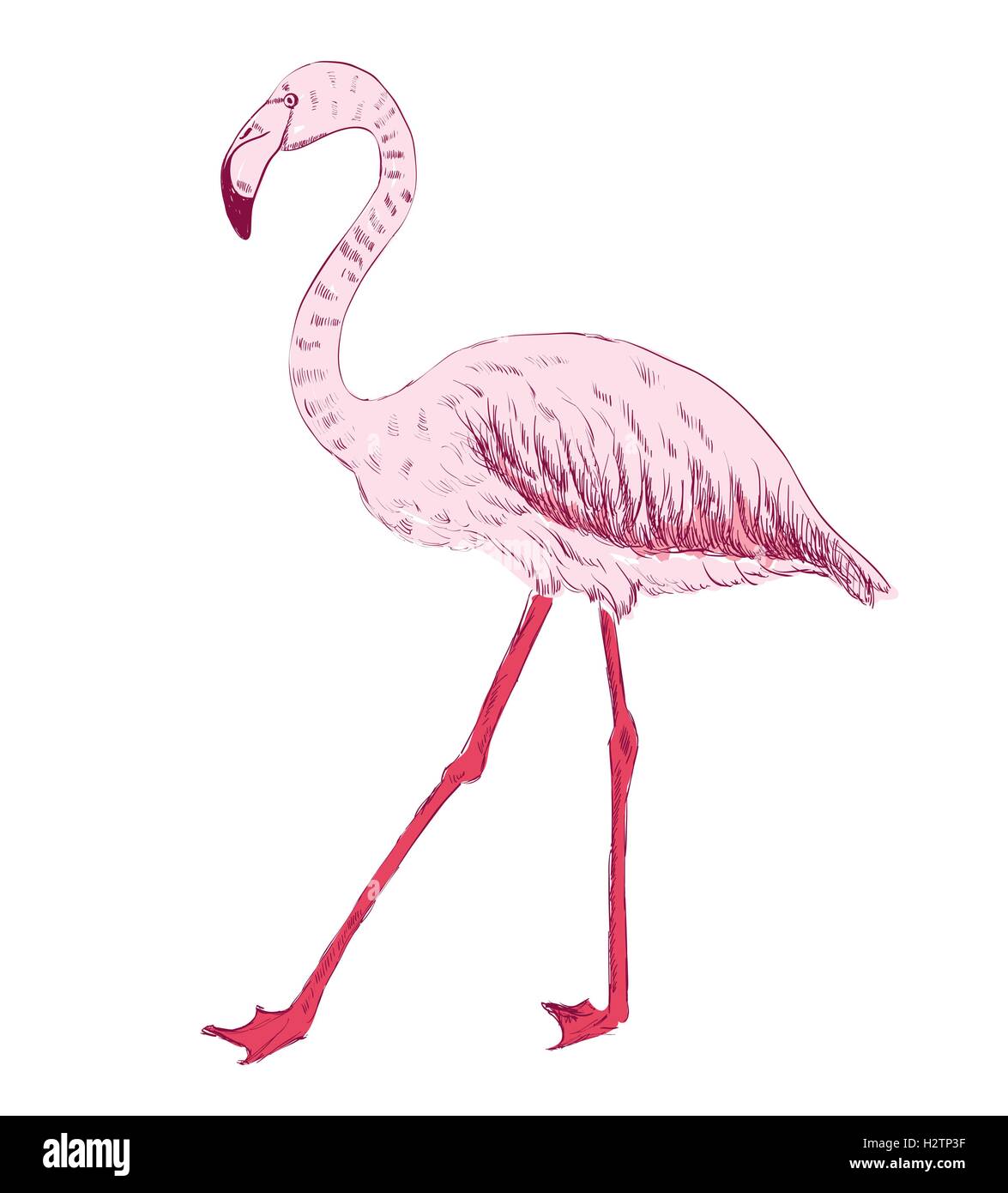 Pink Flamingo Line Drawing Stock Photos & Pink Flamingo Line Drawing ...