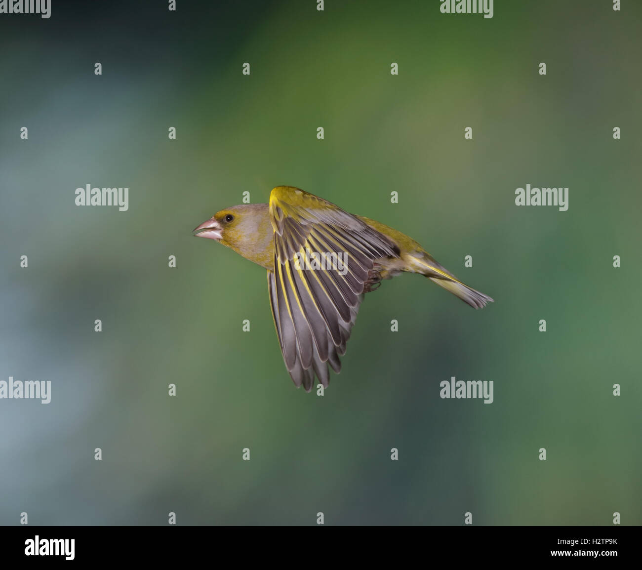 Greenfinch, carduelis chloris, flying Stock Photo - Alamy