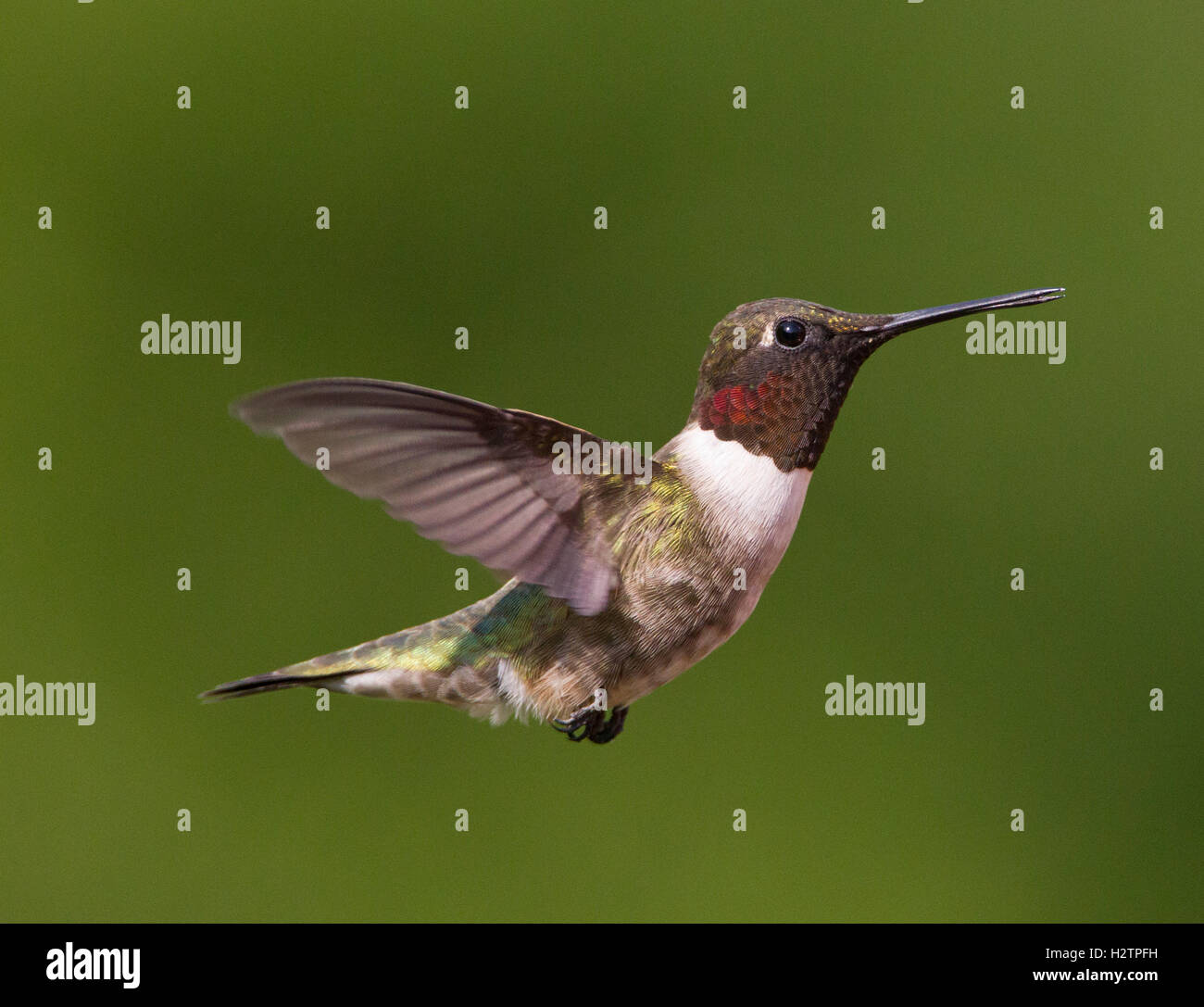 Ruby-throated Hummingbird, Archilochus colubris, hovering at a feeder ...