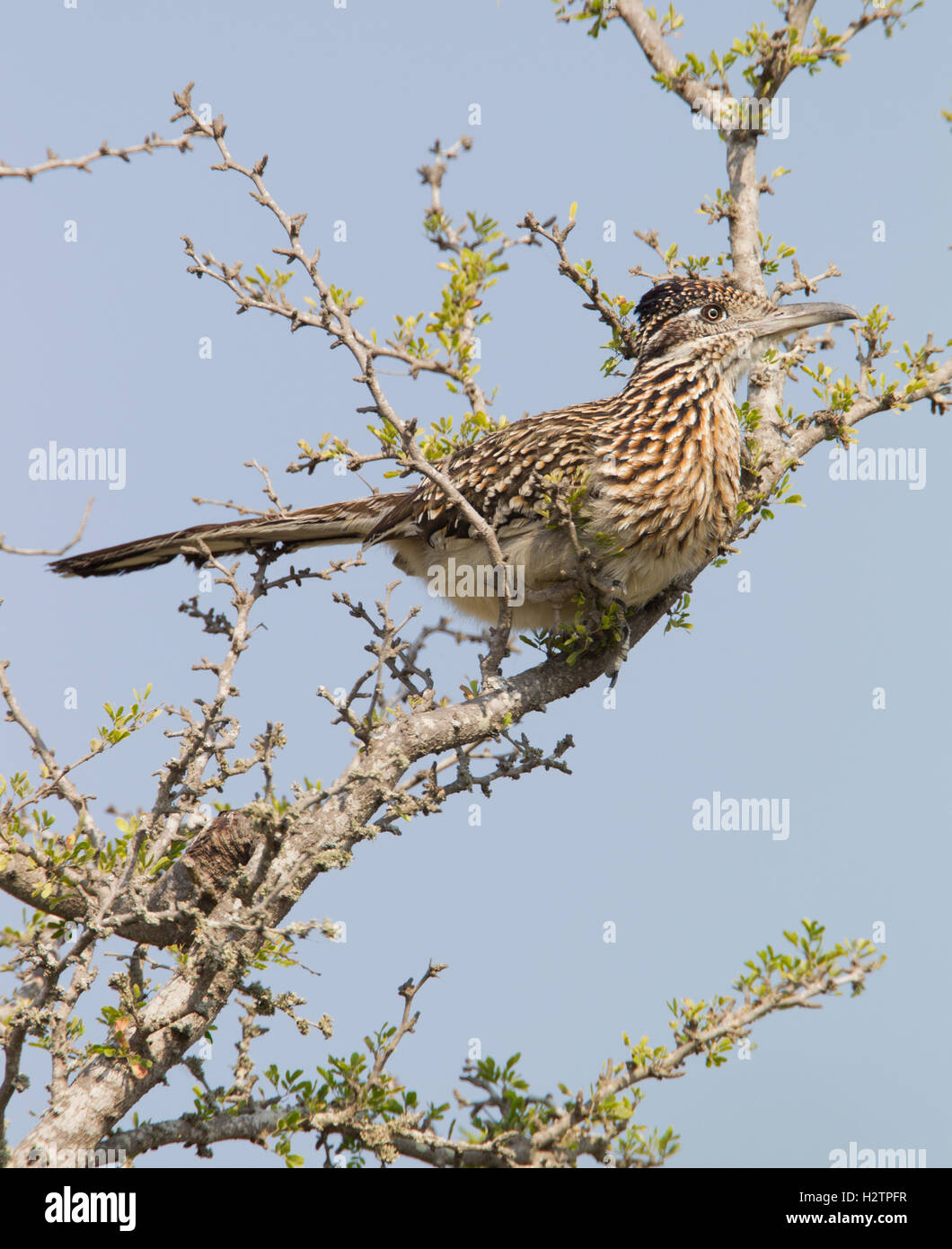 Greater roadrunner texas hi-res stock photography and images - Alamy