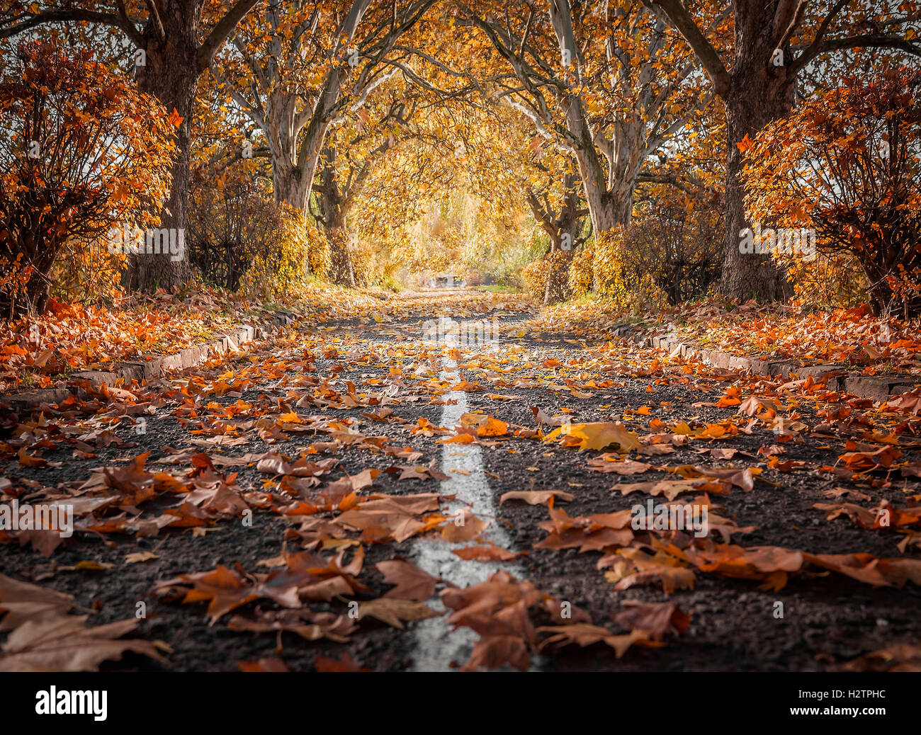 Park with scattered trees hi-res stock photography and images - Alamy