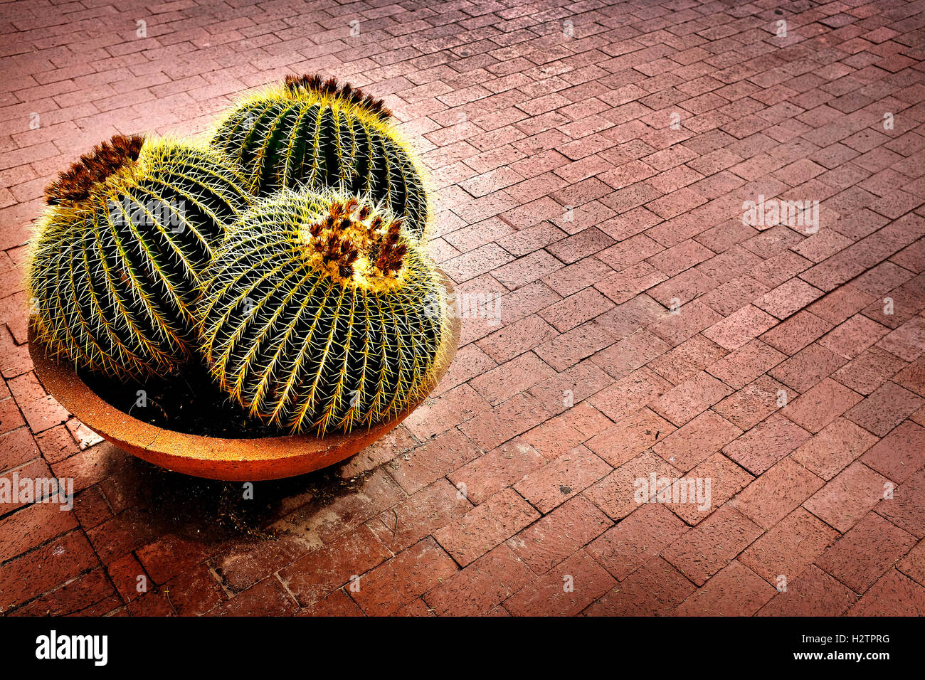 Real cacti hi-res stock photography and images - Alamy