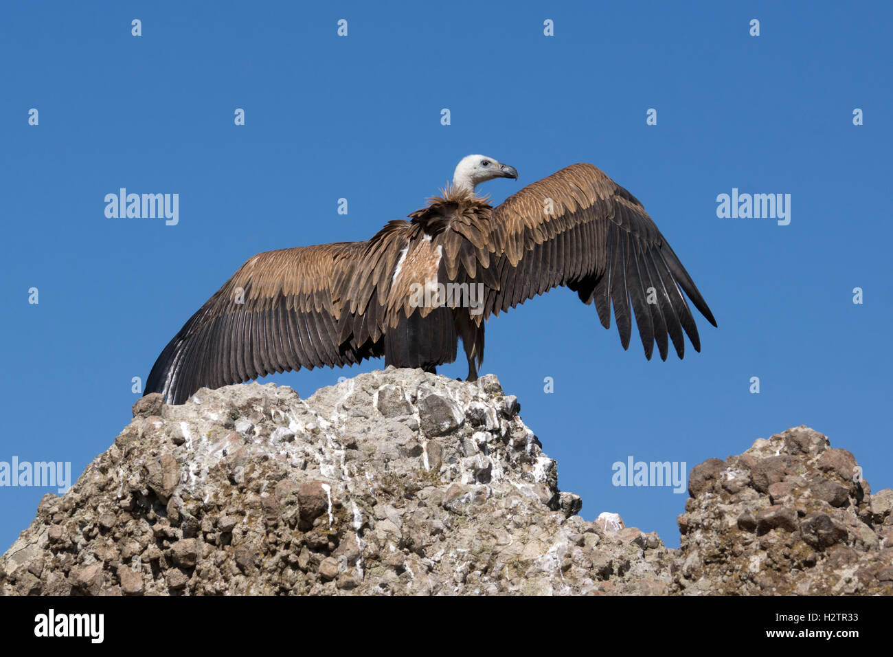 Outspread wings hi-res stock photography and images - Alamy