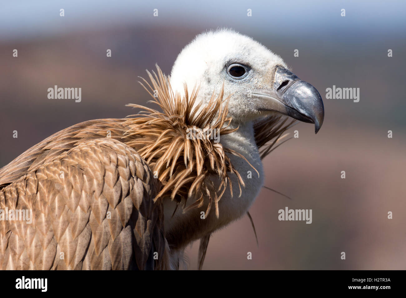 Vulture head hi-res stock photography and images - Alamy