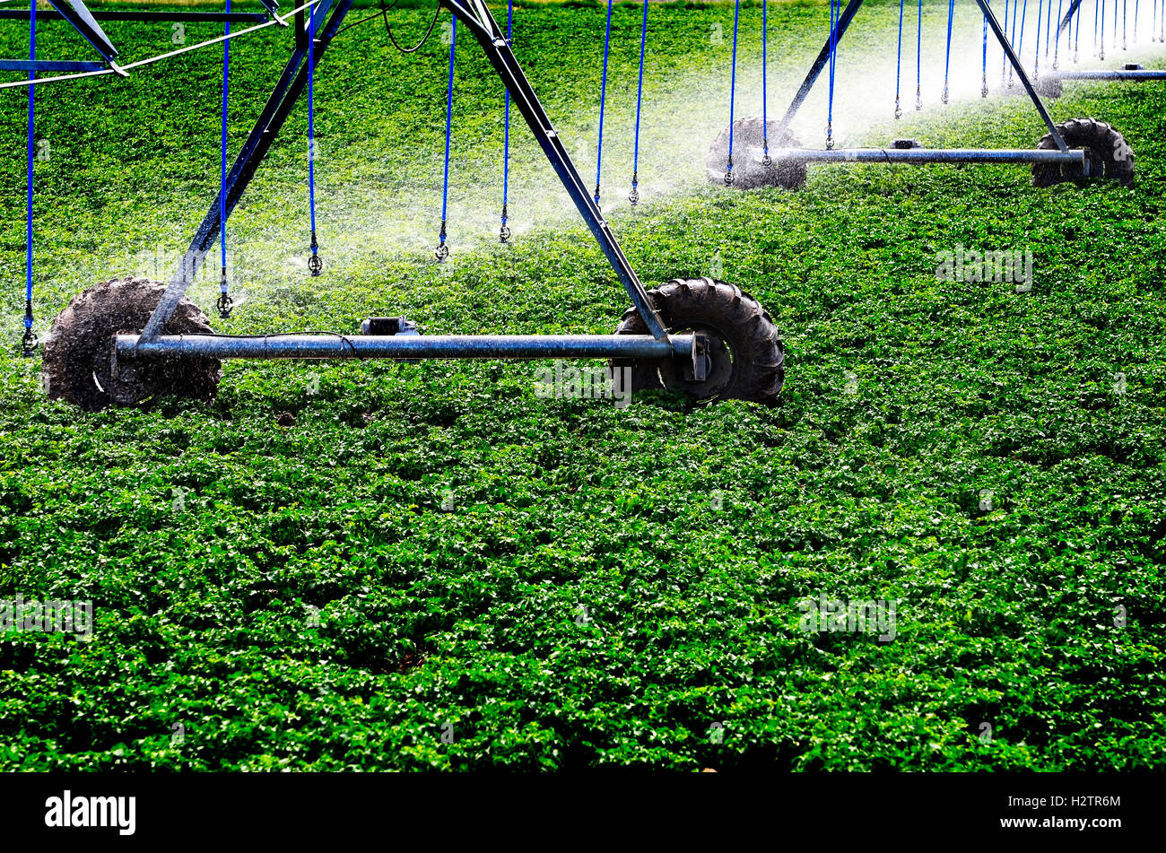 Farming sprinkler watering field of green crops Stock Photo - Alamy