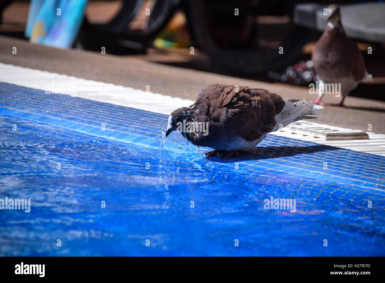 Pigeon having a drink from edge of a swimming pool Stock Photo - Alamy