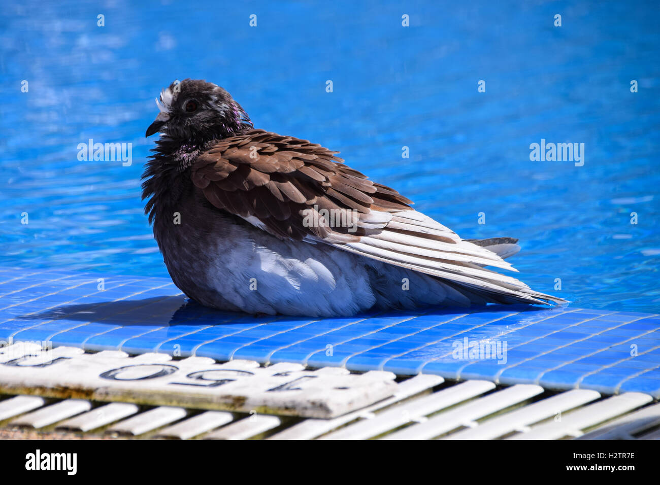 Pigeon swimming pool bird hi-res stock photography and images - Alamy