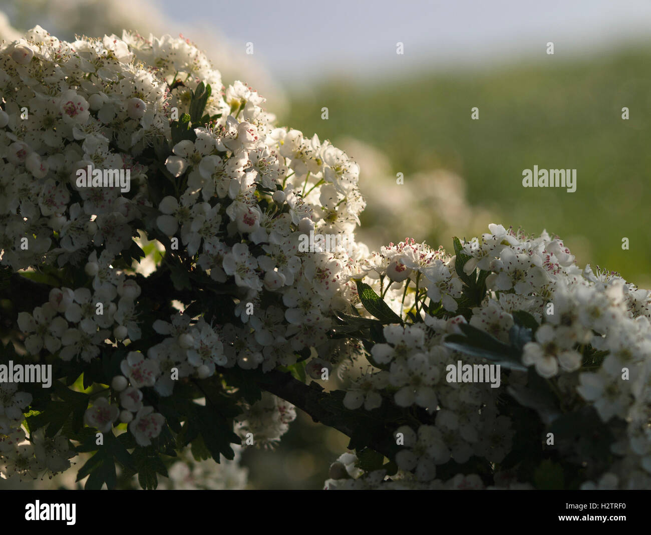 Hawthorn tree in flower beside Oldham Way, Greenfield in Saddleworth ...