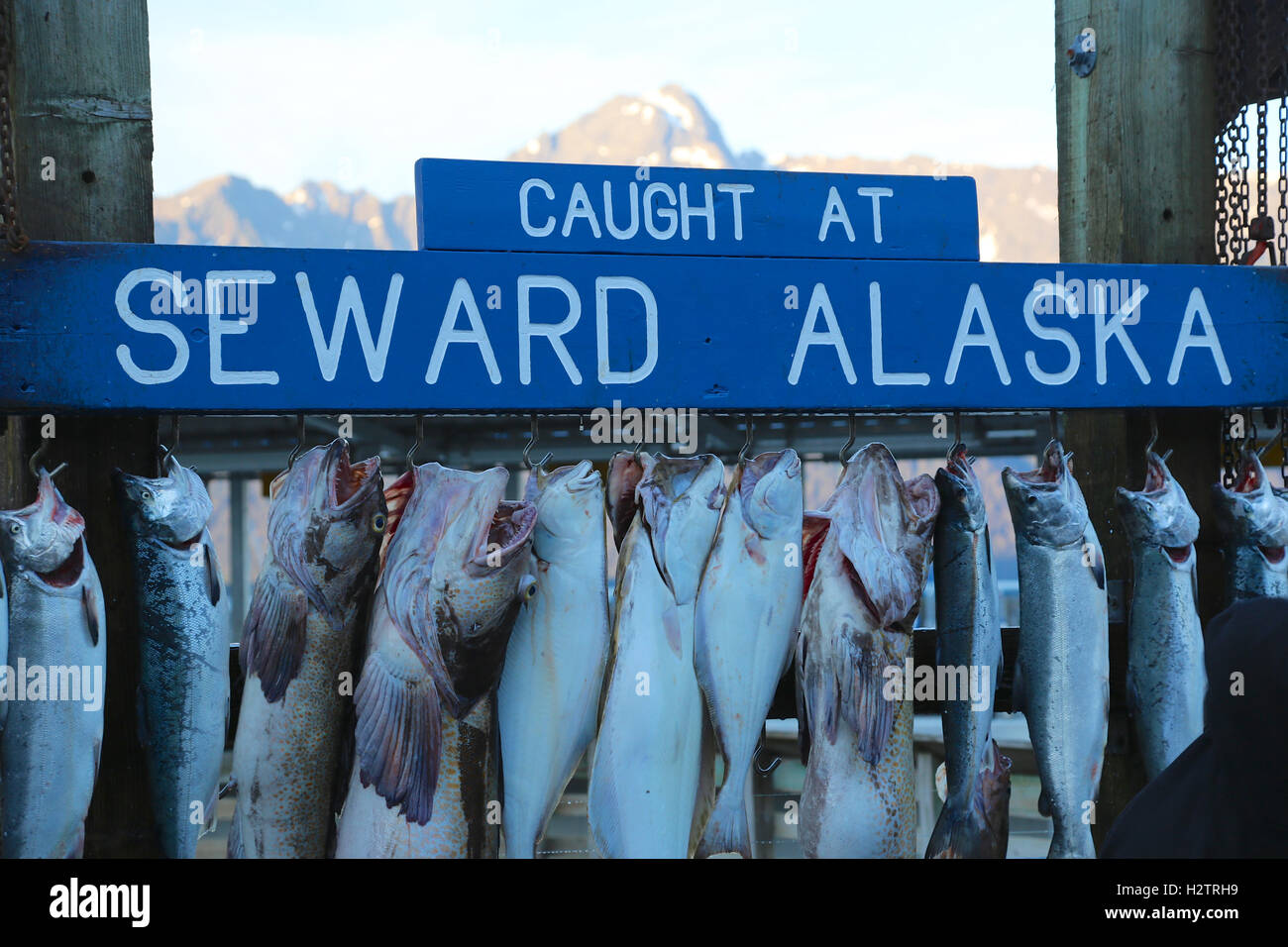 Seward Alaska salmon fish hanging on sign Stock Photo - Alamy