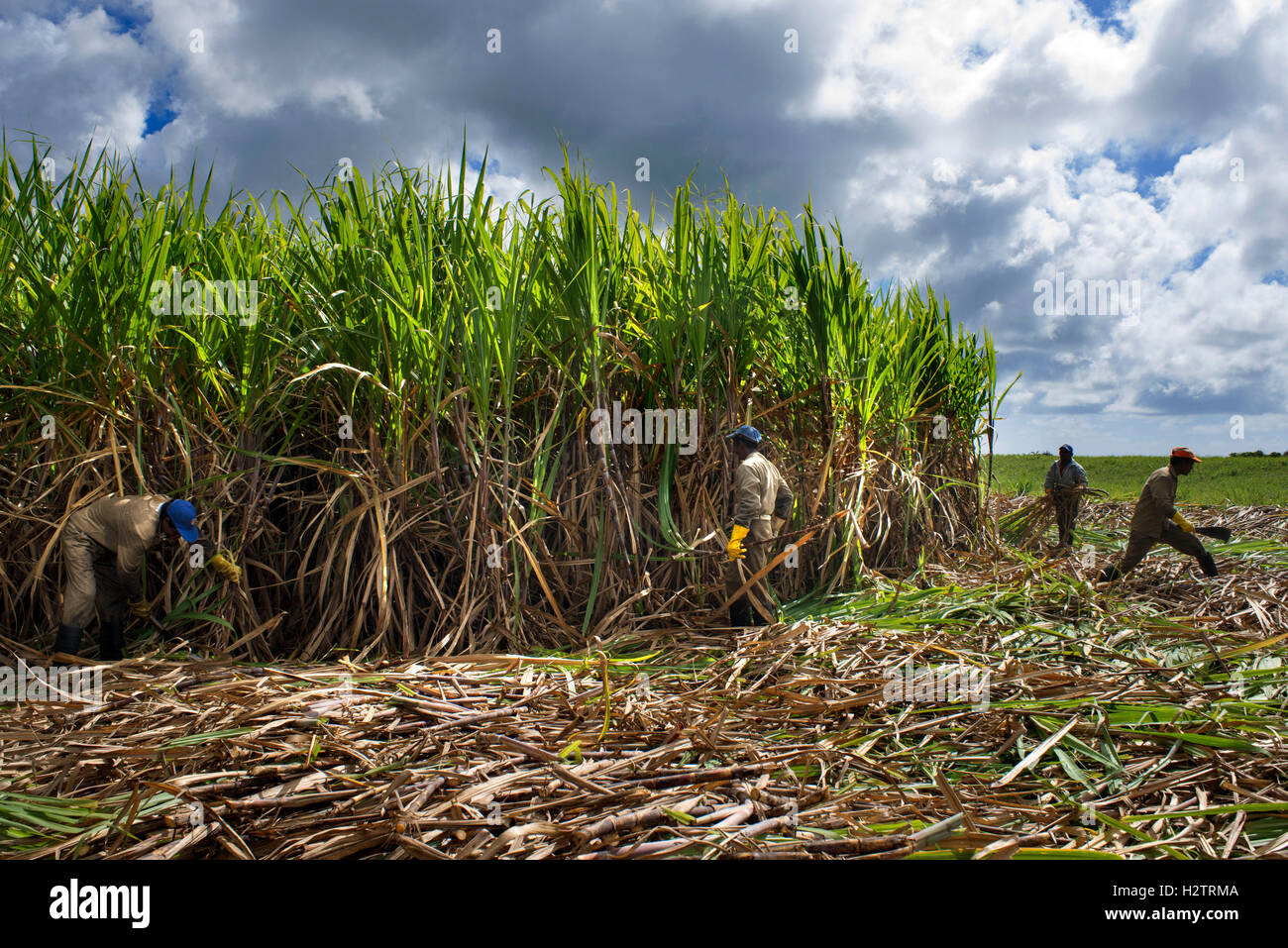 Workers at sugar canes fields, Maurituis island Stock Photo - Alamy