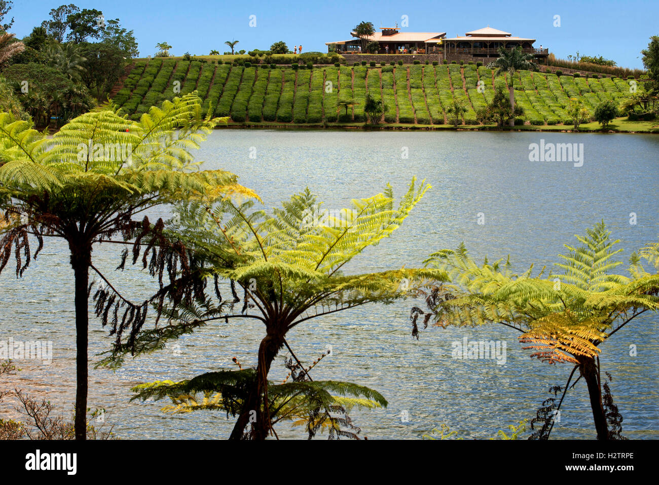 Bois Chéri Tea Factory and plantations, Mauritius, Africa Stock Photo ...