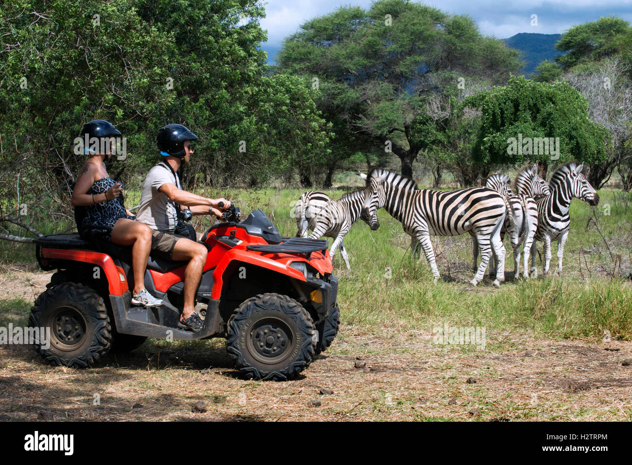 Safari quad adventure ride in Casela Park, popular wildlife bird and ...