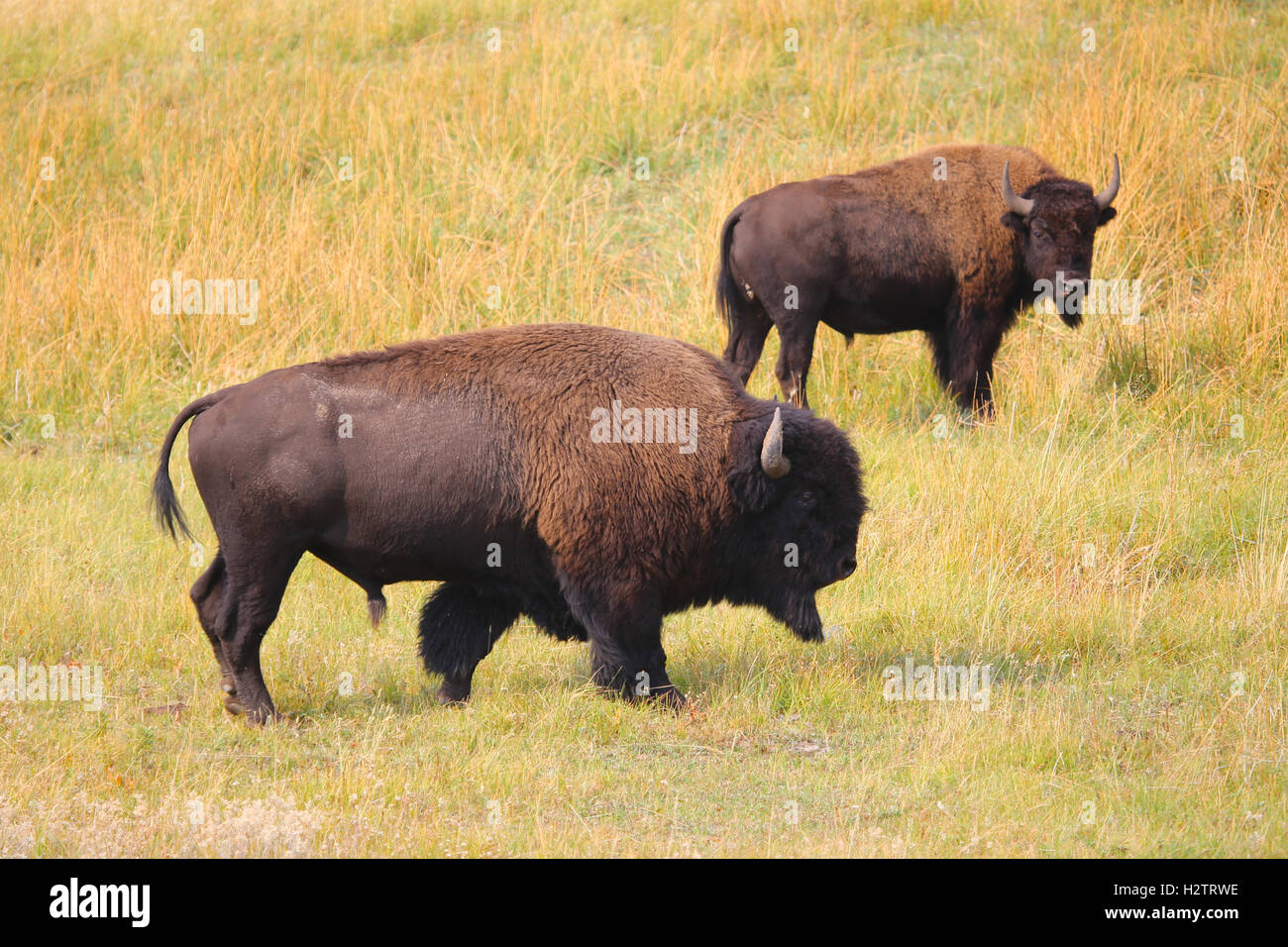 Male and female American Bison in grassland Yellowstone National Park ...