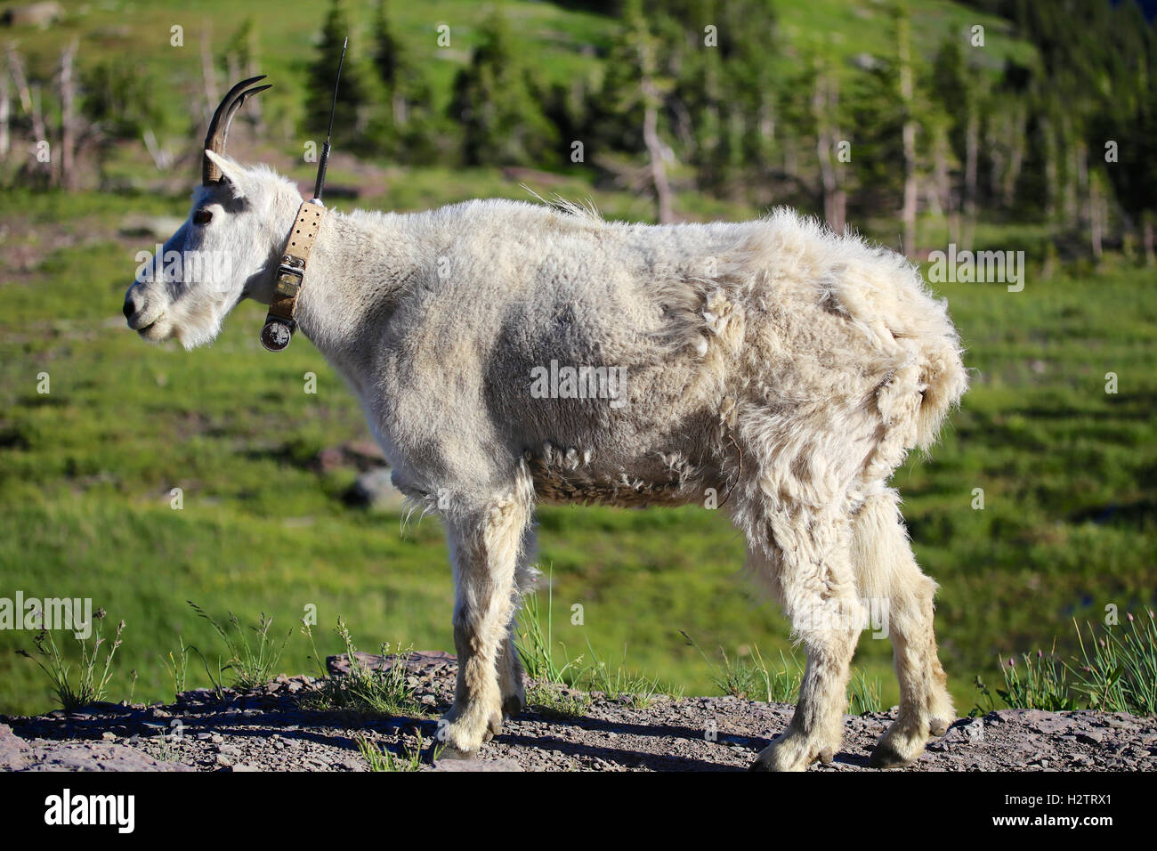 Mountain goat side profile wearing radio collar in Glacier National ...