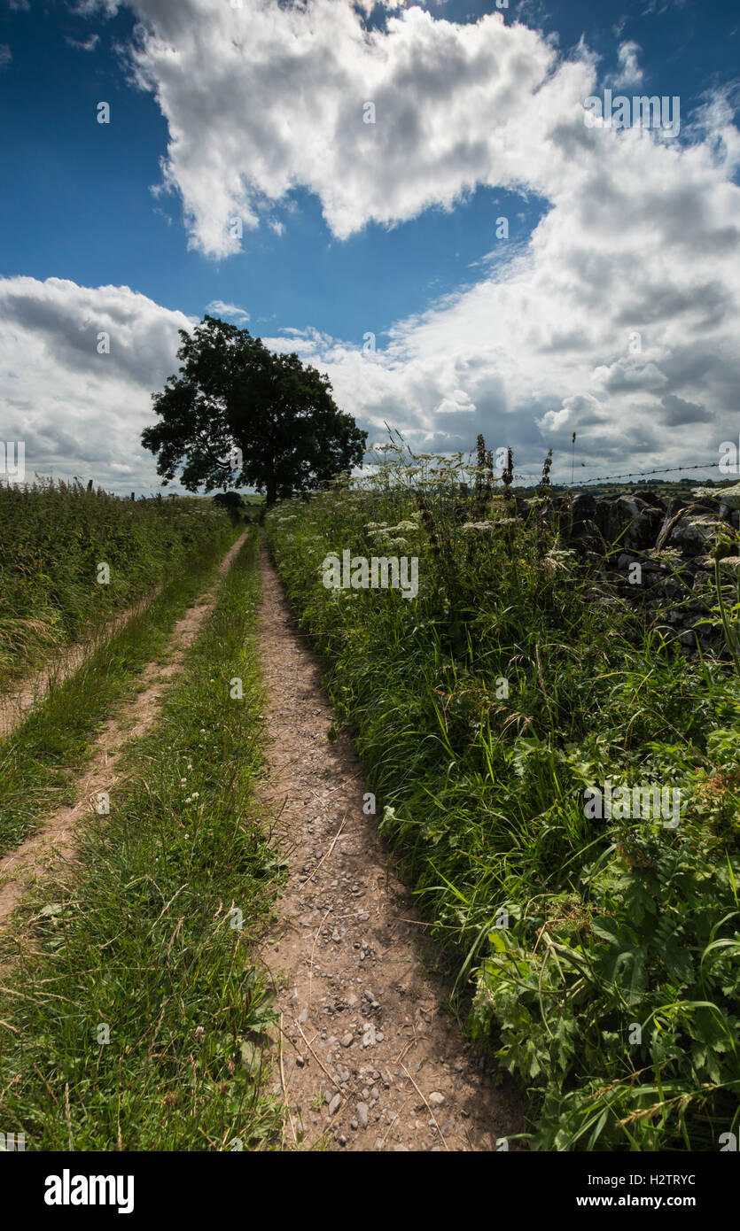 A footpath in the countryside leading towards a tree in the distance ...