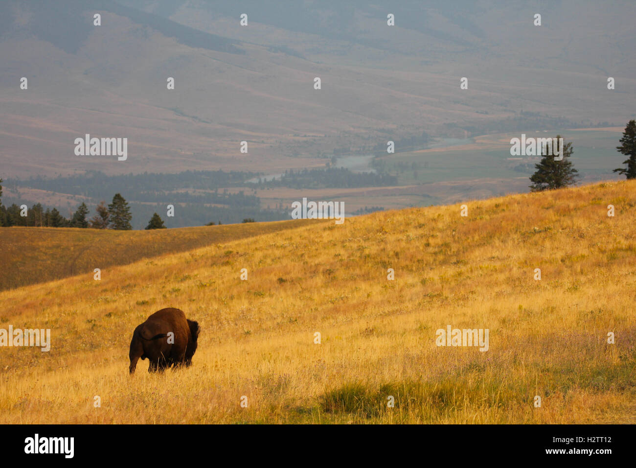 American Bison buffalo alone in grassy meadow along great plains ...