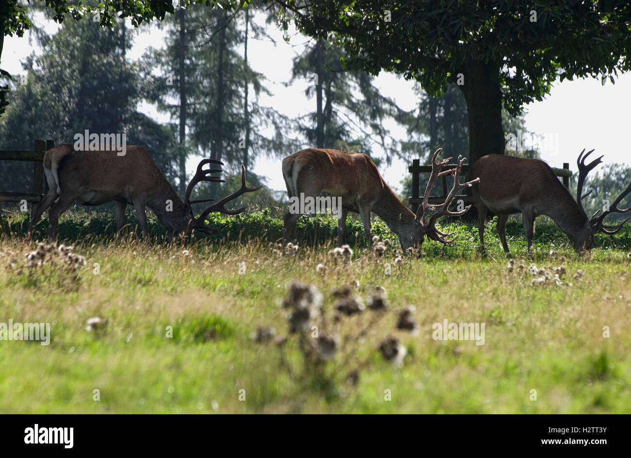Red Deer Tatton Park Knutsford Cheshire Stock Photo - Alamy