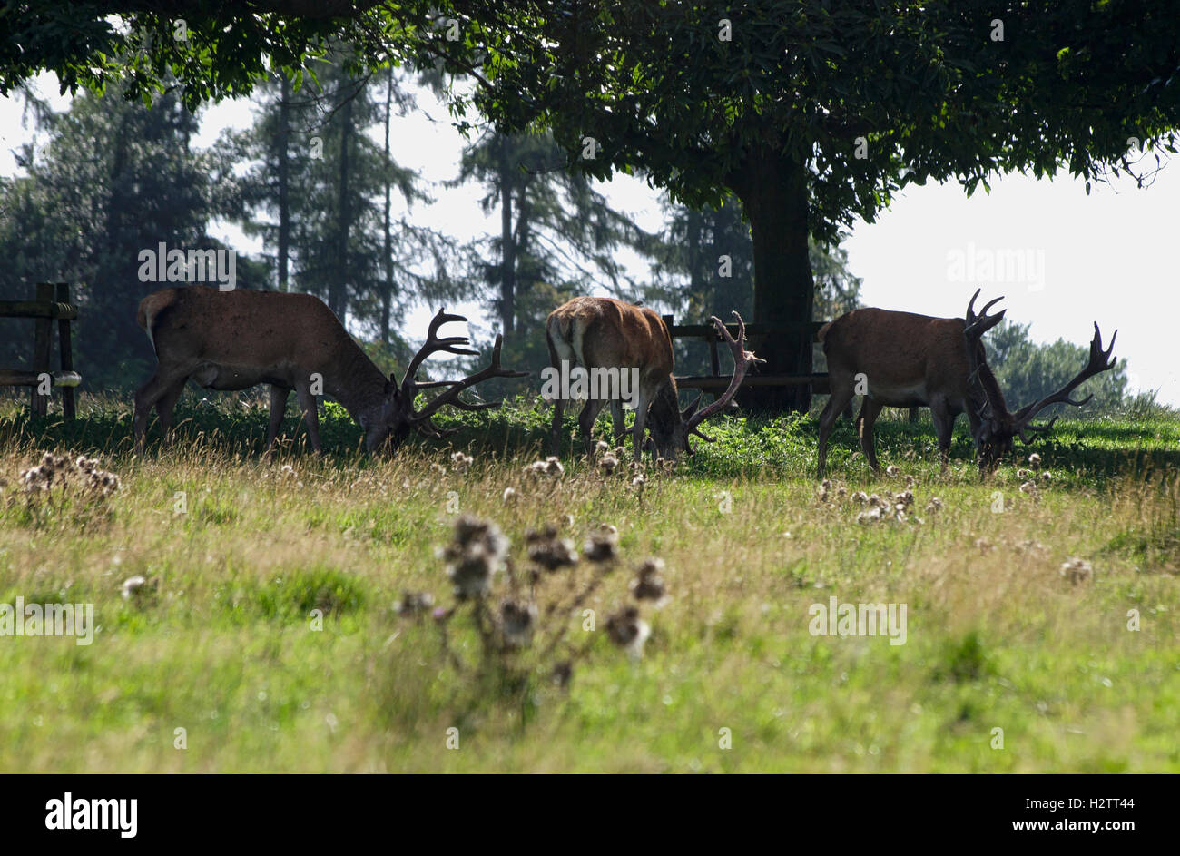 Grazing and the parkland trees hi-res stock photography and images - Alamy