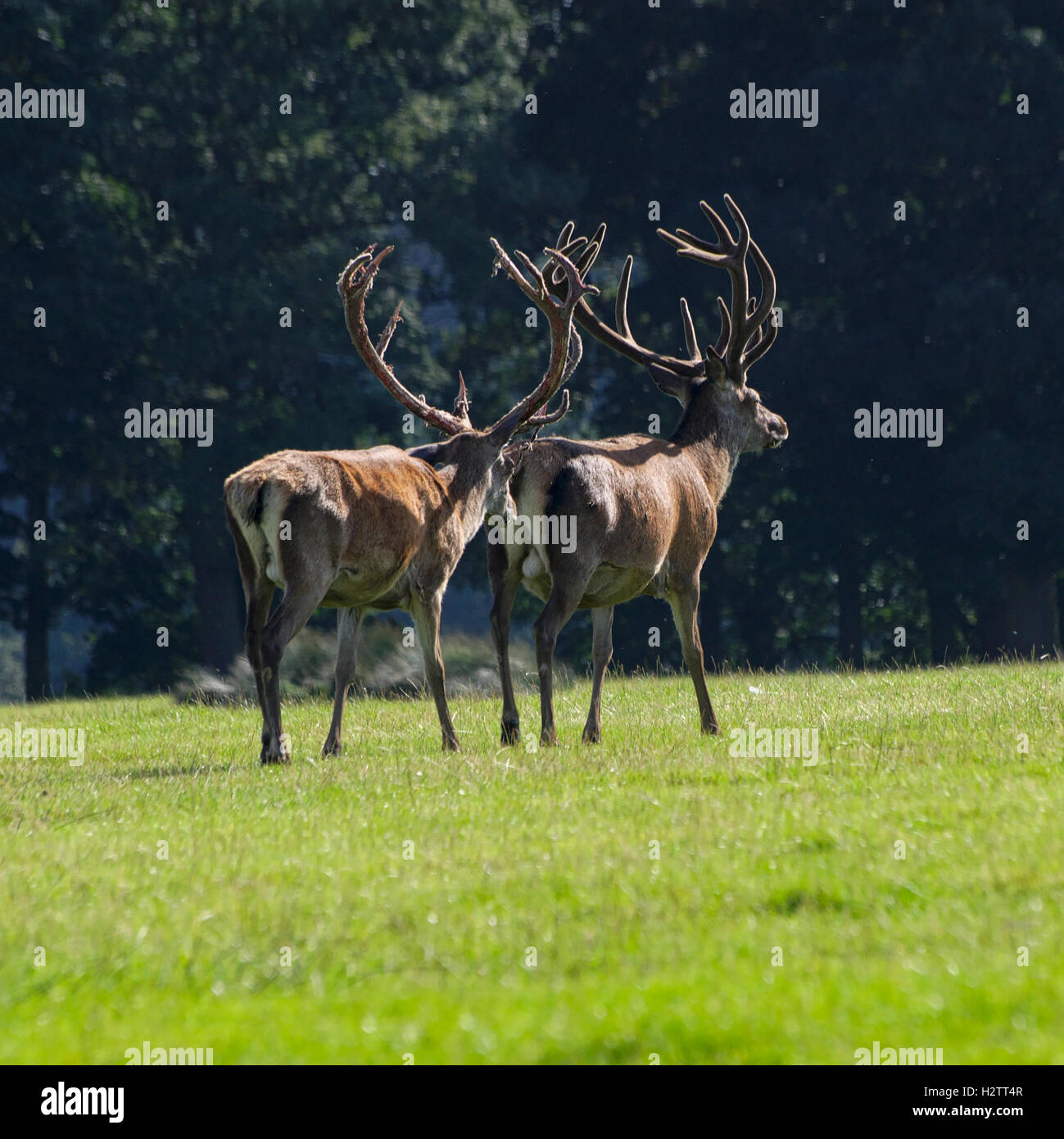 Wildlife animal tatton park hi-res stock photography and images - Alamy