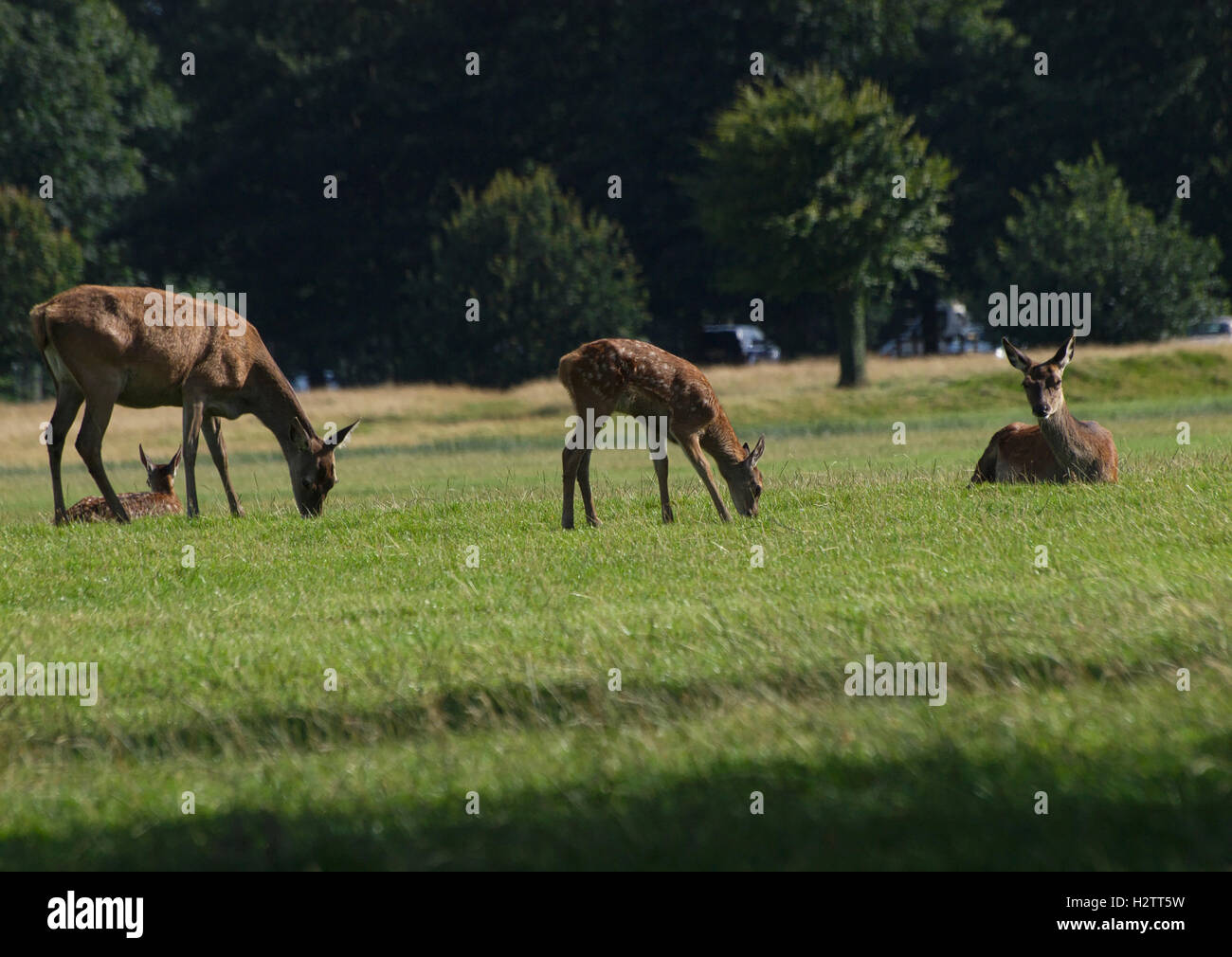 Grazing and the parkland trees hi-res stock photography and images - Alamy
