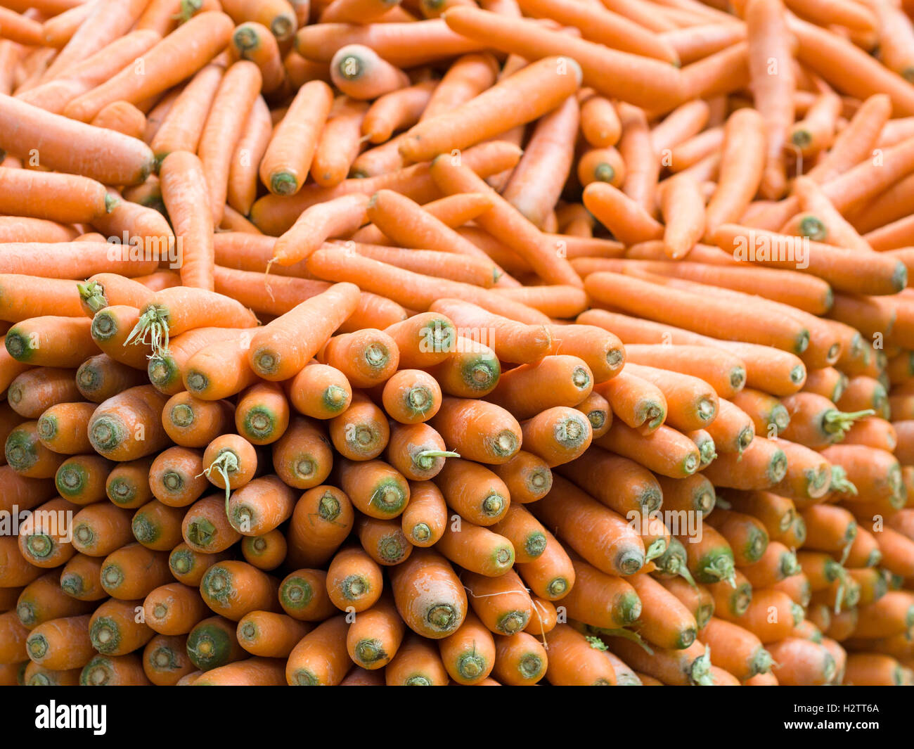 Lots of Carrots on display. Massive display of freshly harvested ...