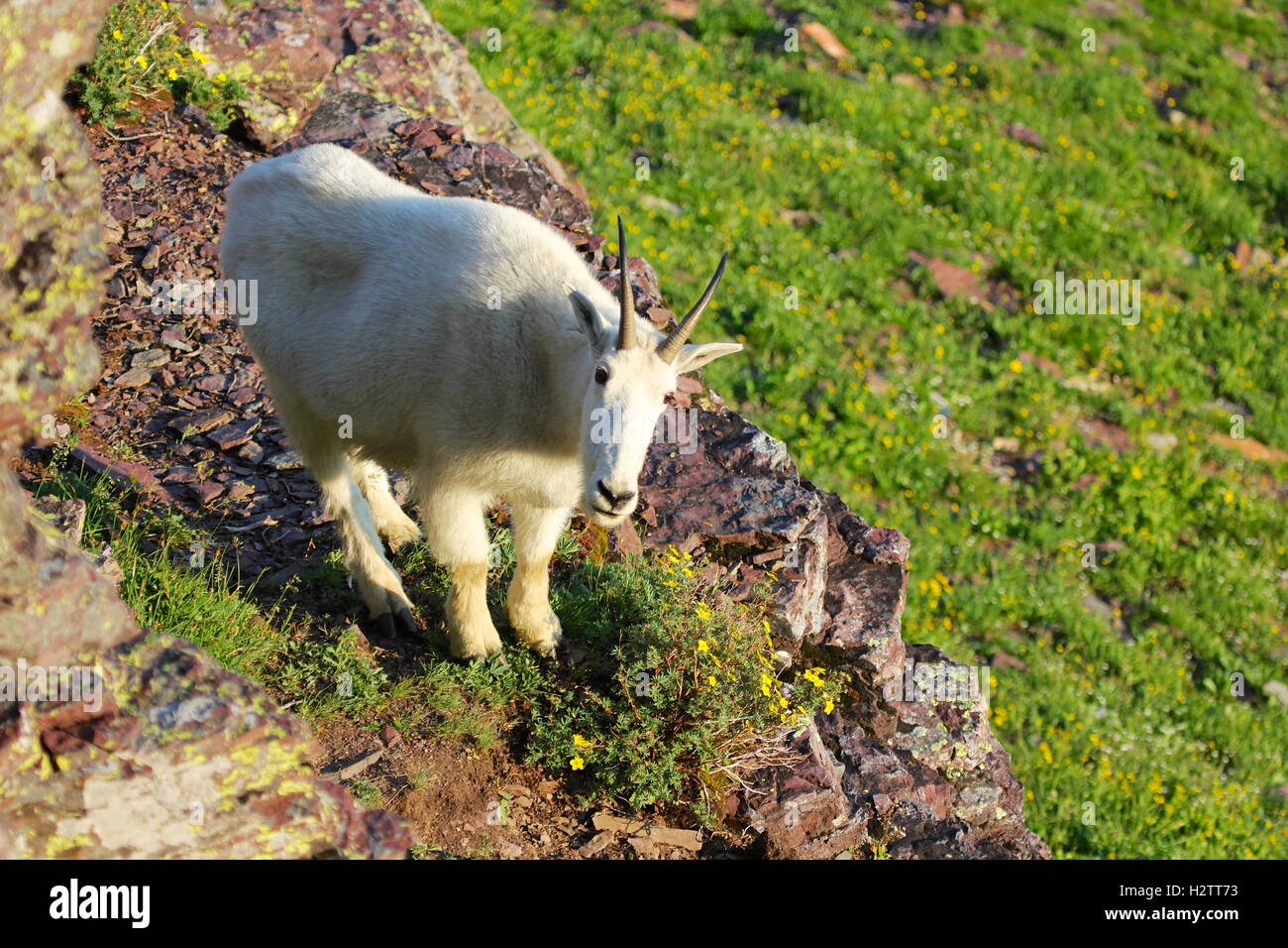 Grassy ledge hi-res stock photography and images - Alamy