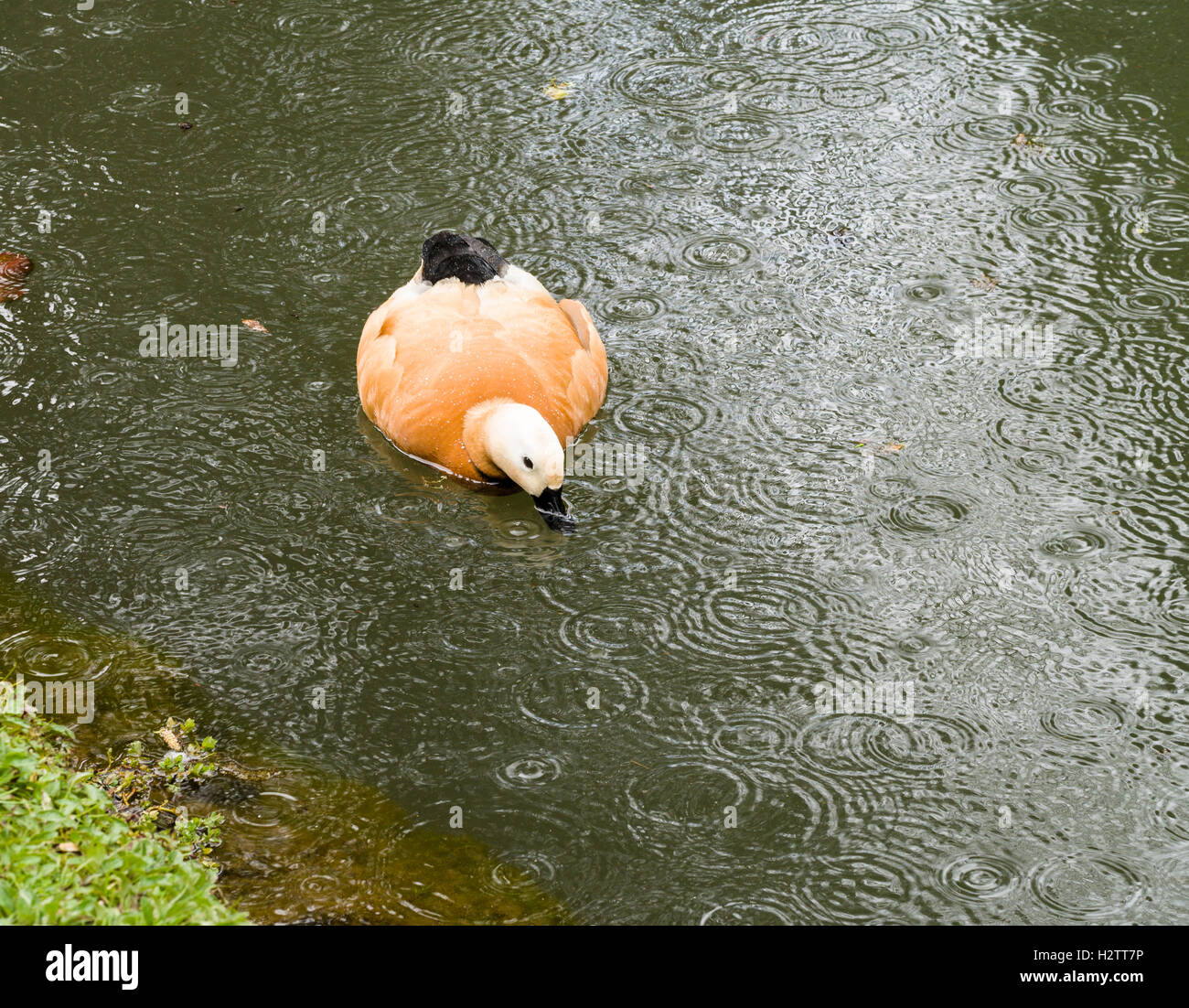 Duck Stock Spring Rain