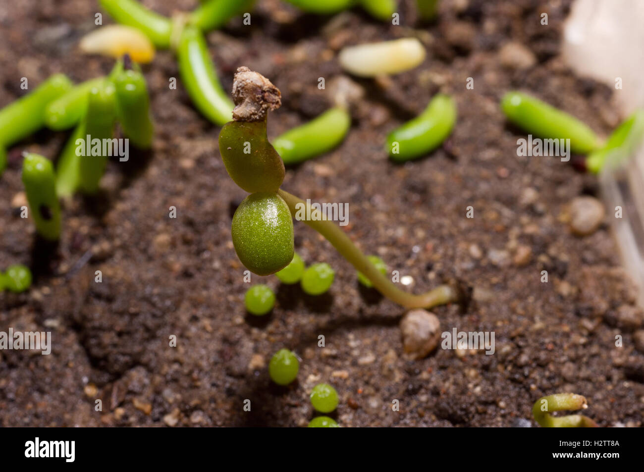 Raising Cactus From Seed
