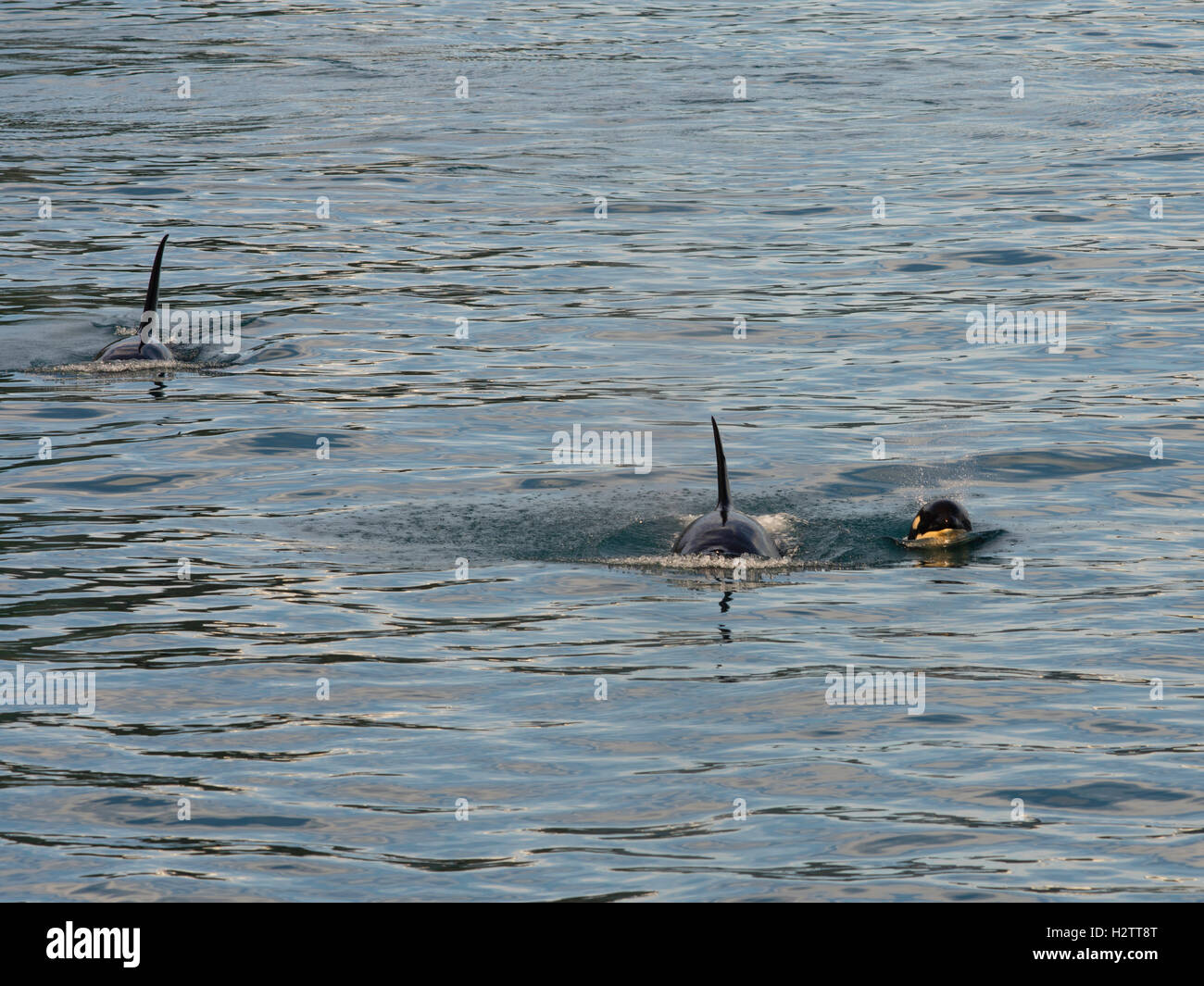 An orca (killer whale) with calf surfaces briefly in Resurrection Bay ...