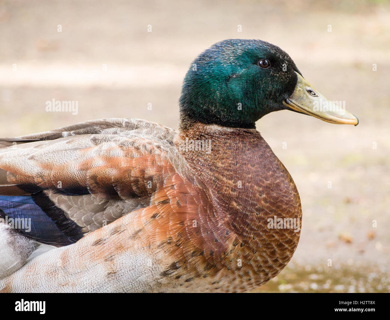 Head and Body of a male mallard duck. A side view of a mature mallard ...