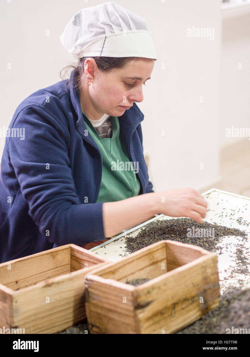 Sorting Tea Leaves at Cha Gorreana. A woman sorts through a pile of ...