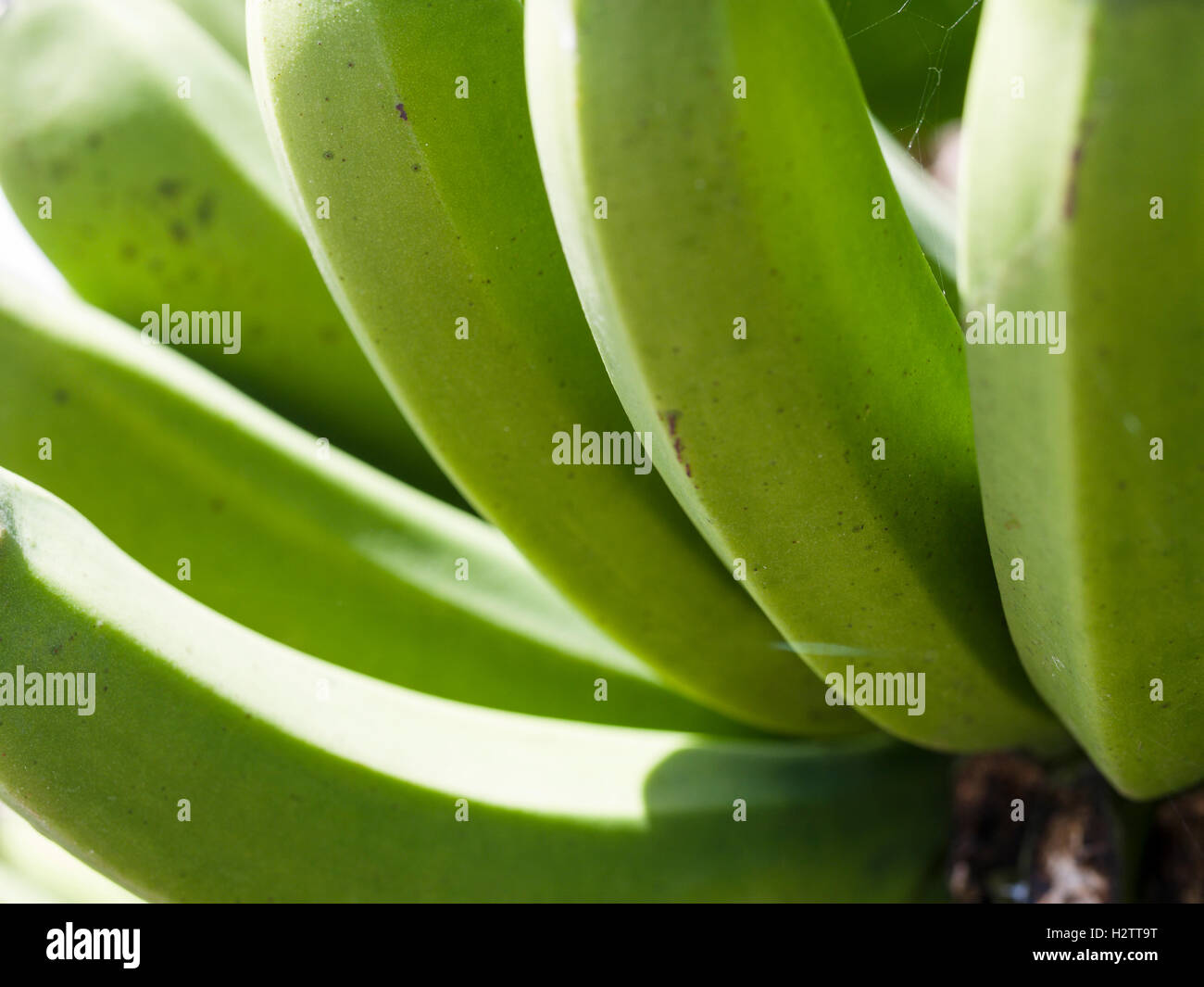Hand of bananas hi-res stock photography and images - Alamy