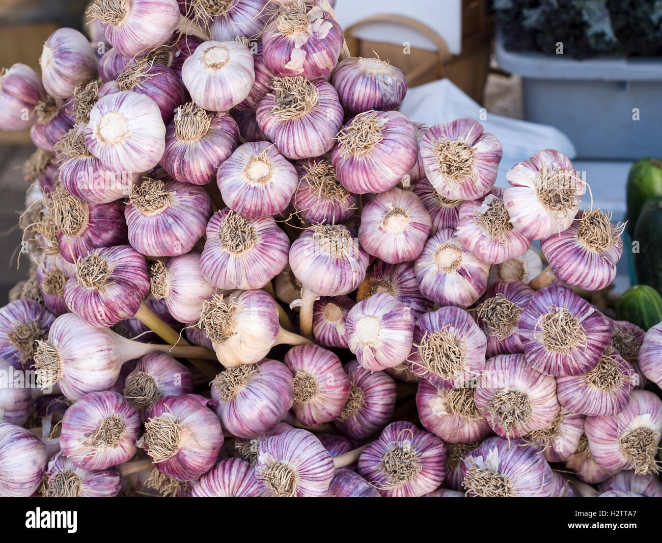 Display of Fresh Purple Garlic. A large neatly piled display of garlic ...