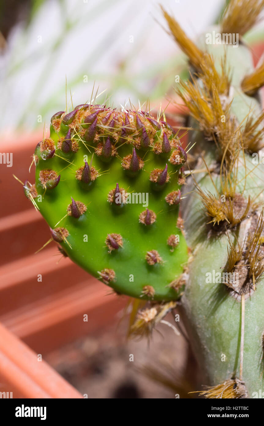 Cactus sprout hi-res stock photography and images - Alamy