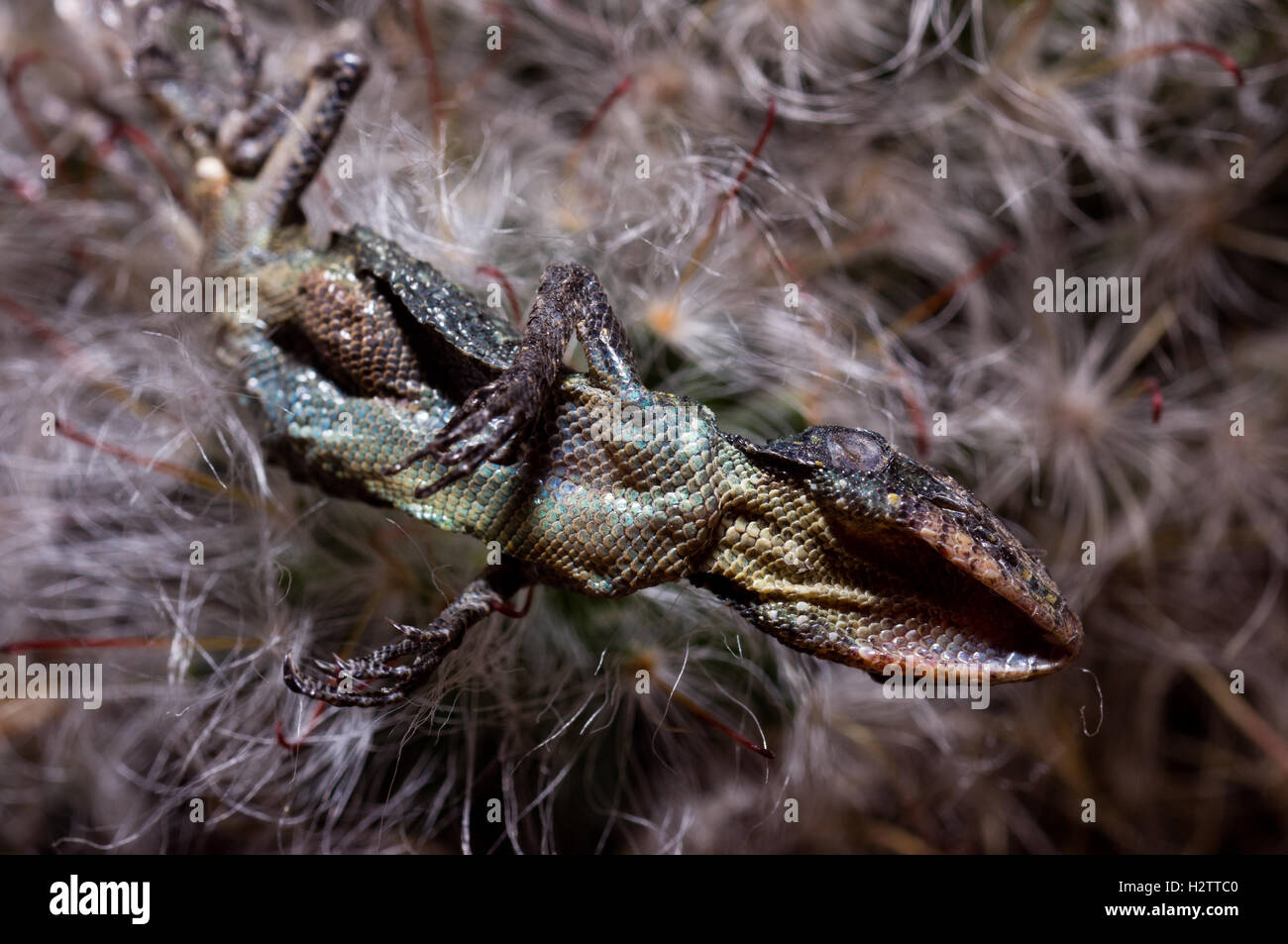 Dead lizard hi-res stock photography and images - Alamy