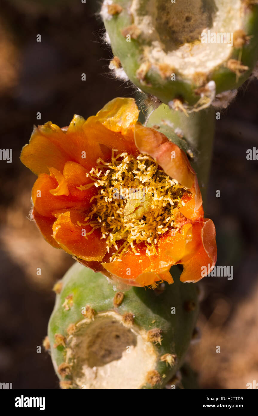 Prickly pear cactus orange hi-res stock photography and images - Alamy