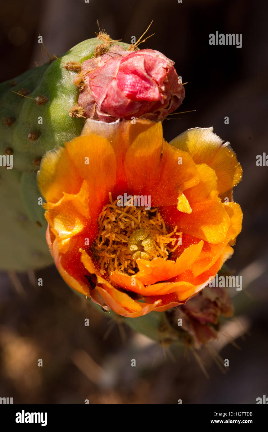 Prickly pear cactus with orange flower Stock Photo - Alamy