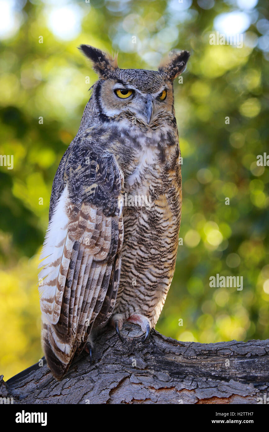 Great Horned Owl standing on tree limb in forest Stock Photo - Alamy