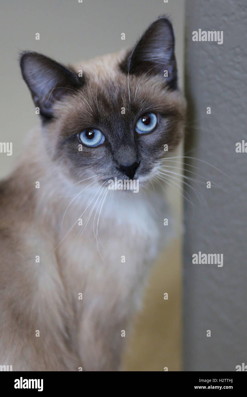 Cute siamese cat portrait Stock Photo - Alamy