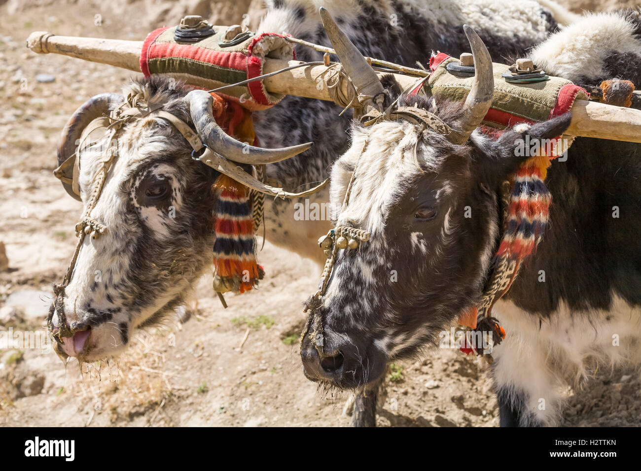 Yaks on the field Stock Photo - Alamy