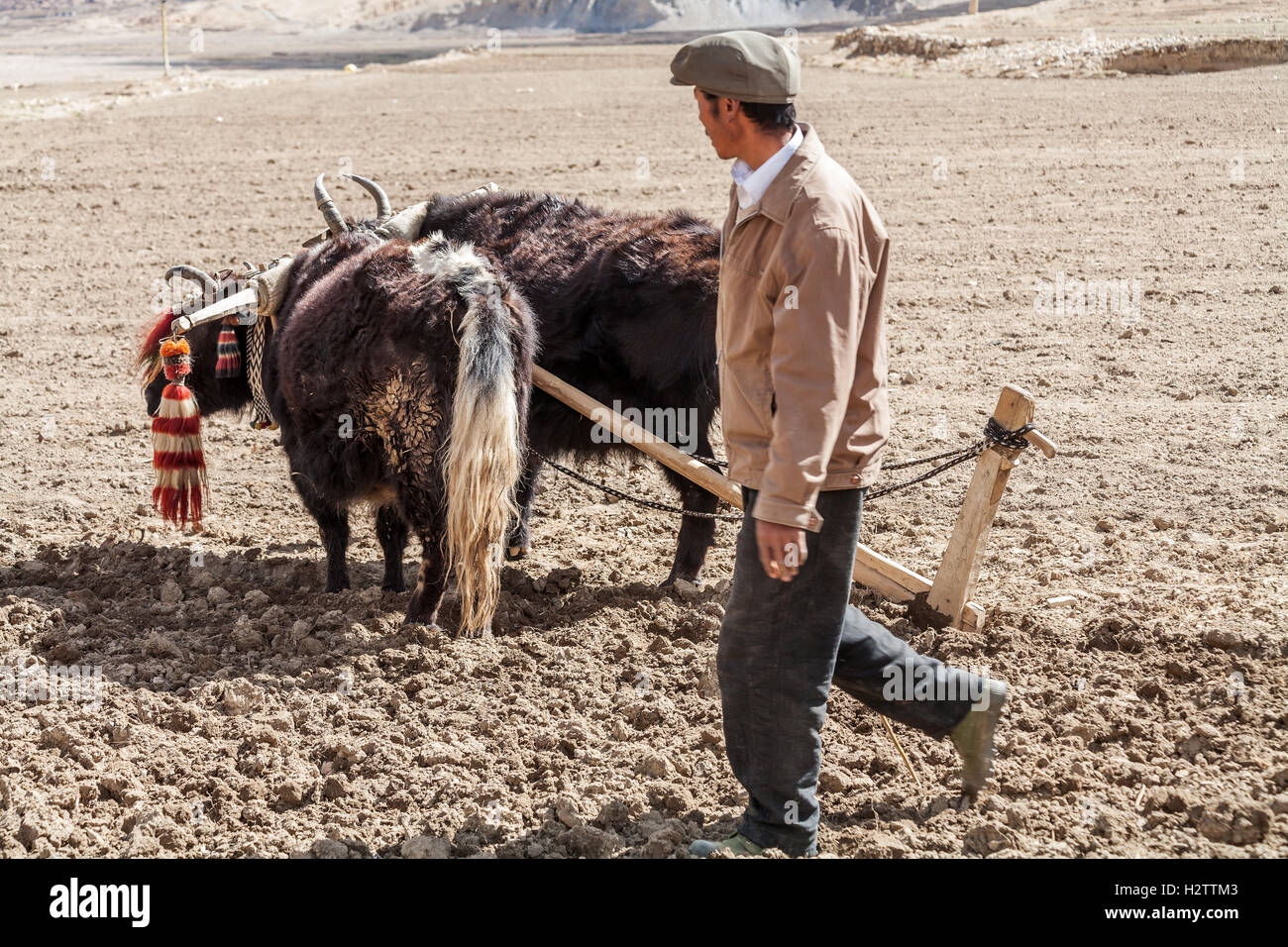 Tibetan farm plow hi-res stock photography and images - Alamy