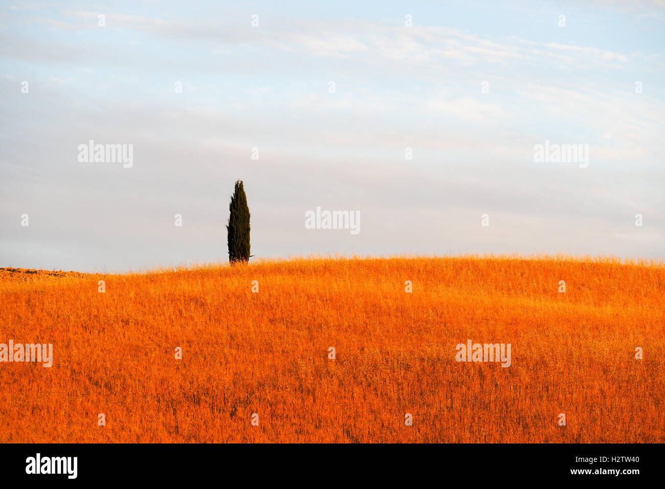 Lonely cypress tree at sunset, Tuscany, Italy Stock Photo - Alamy