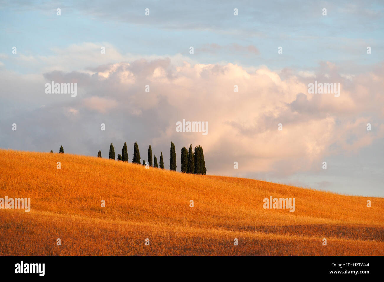 Cypress trees at sunset, Tuscany, Italy Stock Photo - Alamy