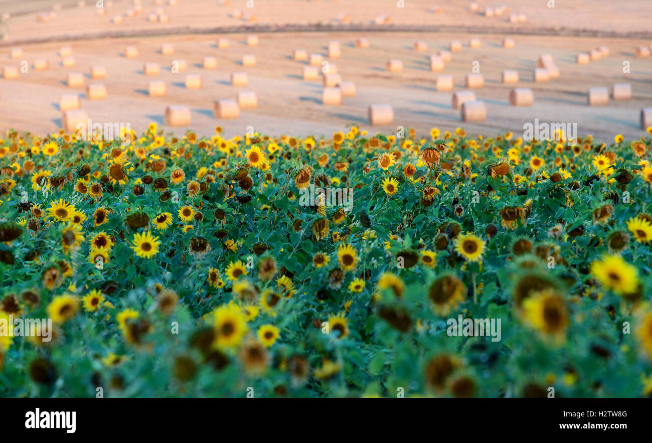 Sunflowers in field near Gauldry,Fife,Scotland Stock Photo - Alamy