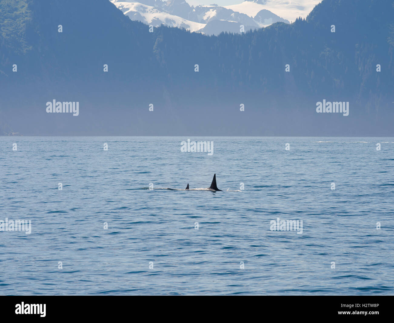 An orca (killer whale) and calf surfaces briefly in Resurrection Bay ...