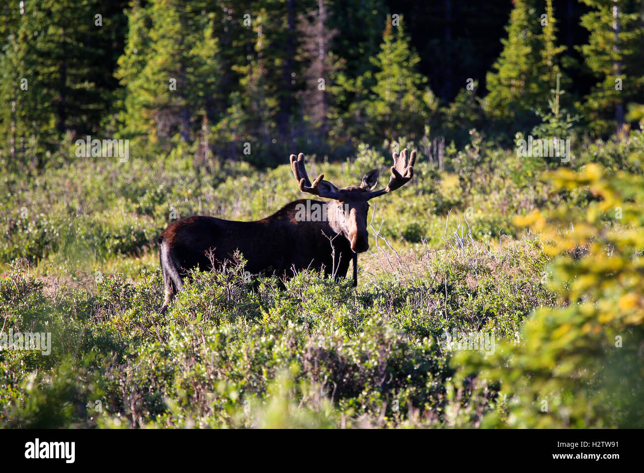 Bull moose in green lush meadow surrounded by evergreen trees and ...