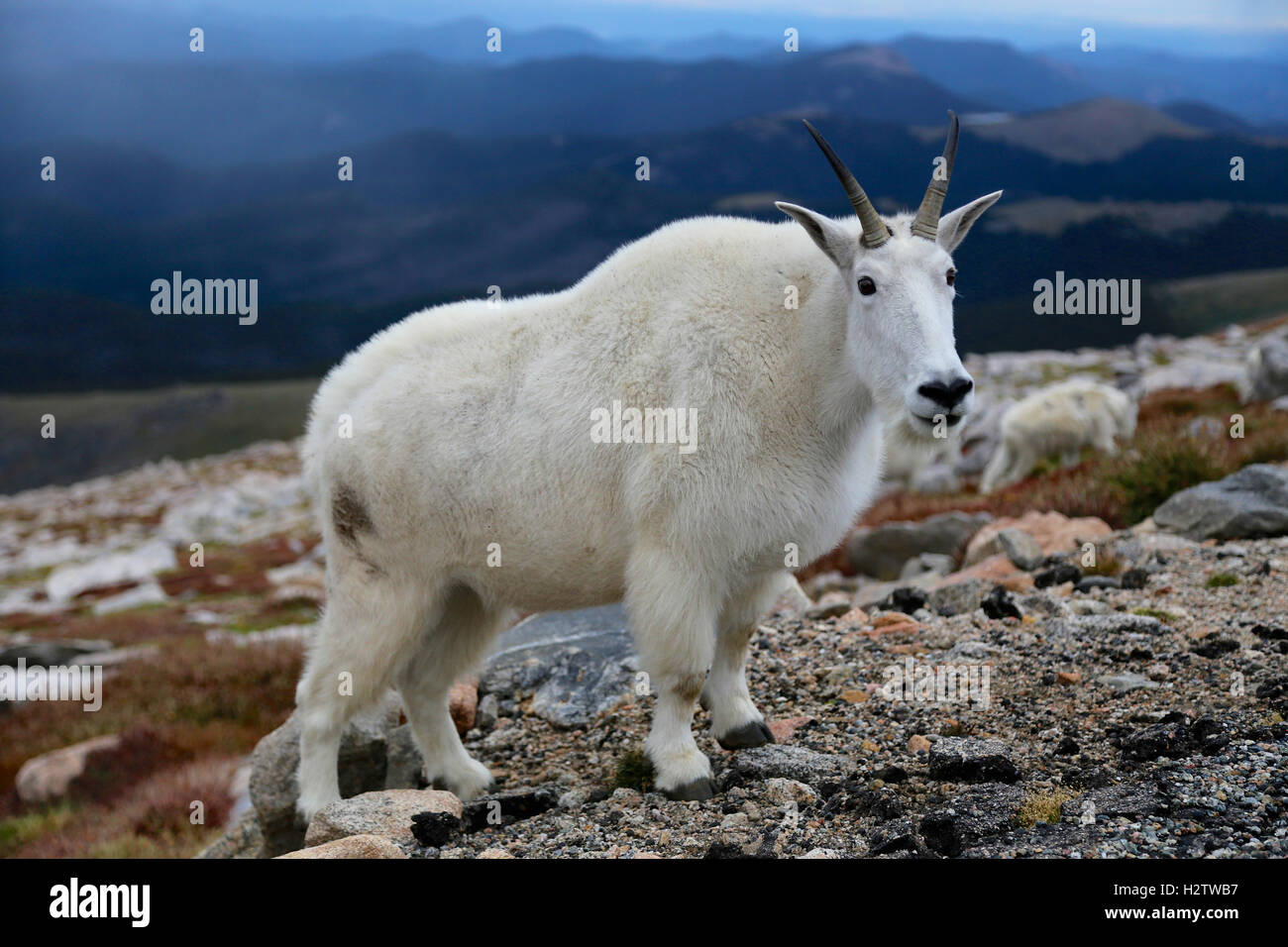 Mountain Goat Profile